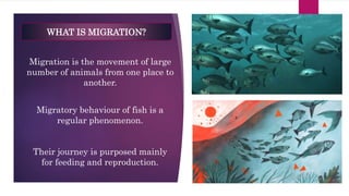 Migration of fishes and their importance of spawning migration | PPTX