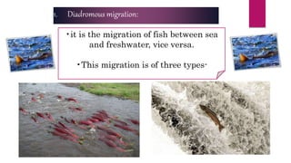 Migration of fishes and their importance of spawning migration | PPTX