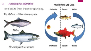 Migration of fishes and their importance of spawning migration | PPTX