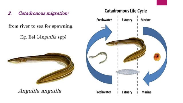 Migration of fishes and their importance of spawning migration | PPTX