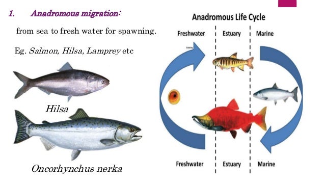 Migration of fishes and their importance of spawning migration