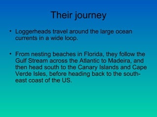 Migration Routes Of Atlantic Loggerhead Turtles | PPT