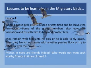 Migratory birds | PPSX