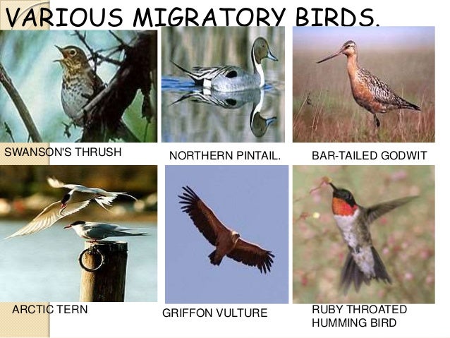 Migratory birds