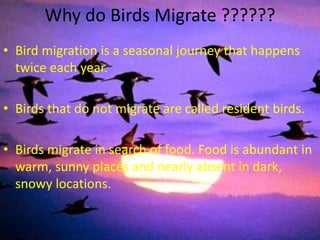 Migratory birds | PPTX