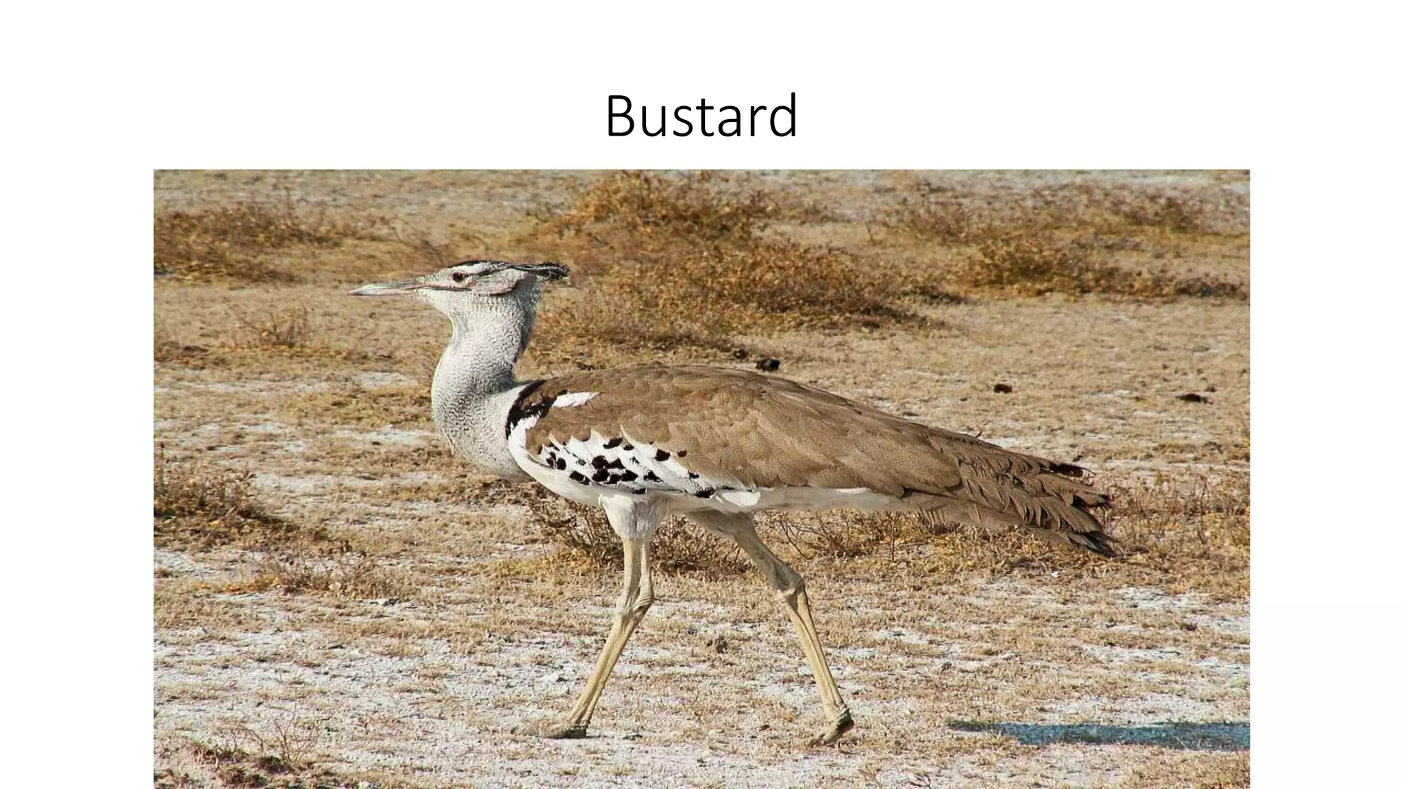 Migratory birds pakistan | PPTX