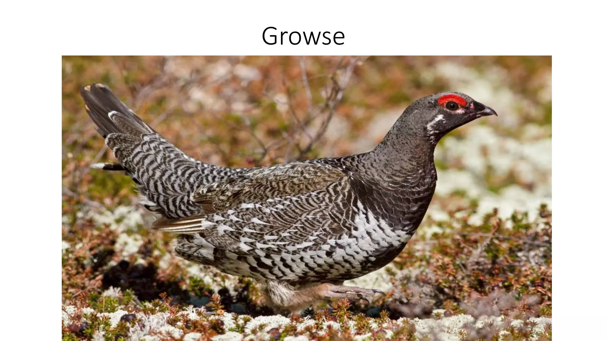 Migratory birds pakistan | PPTX