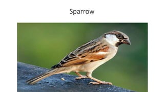 Migratory birds pakistan | PPTX