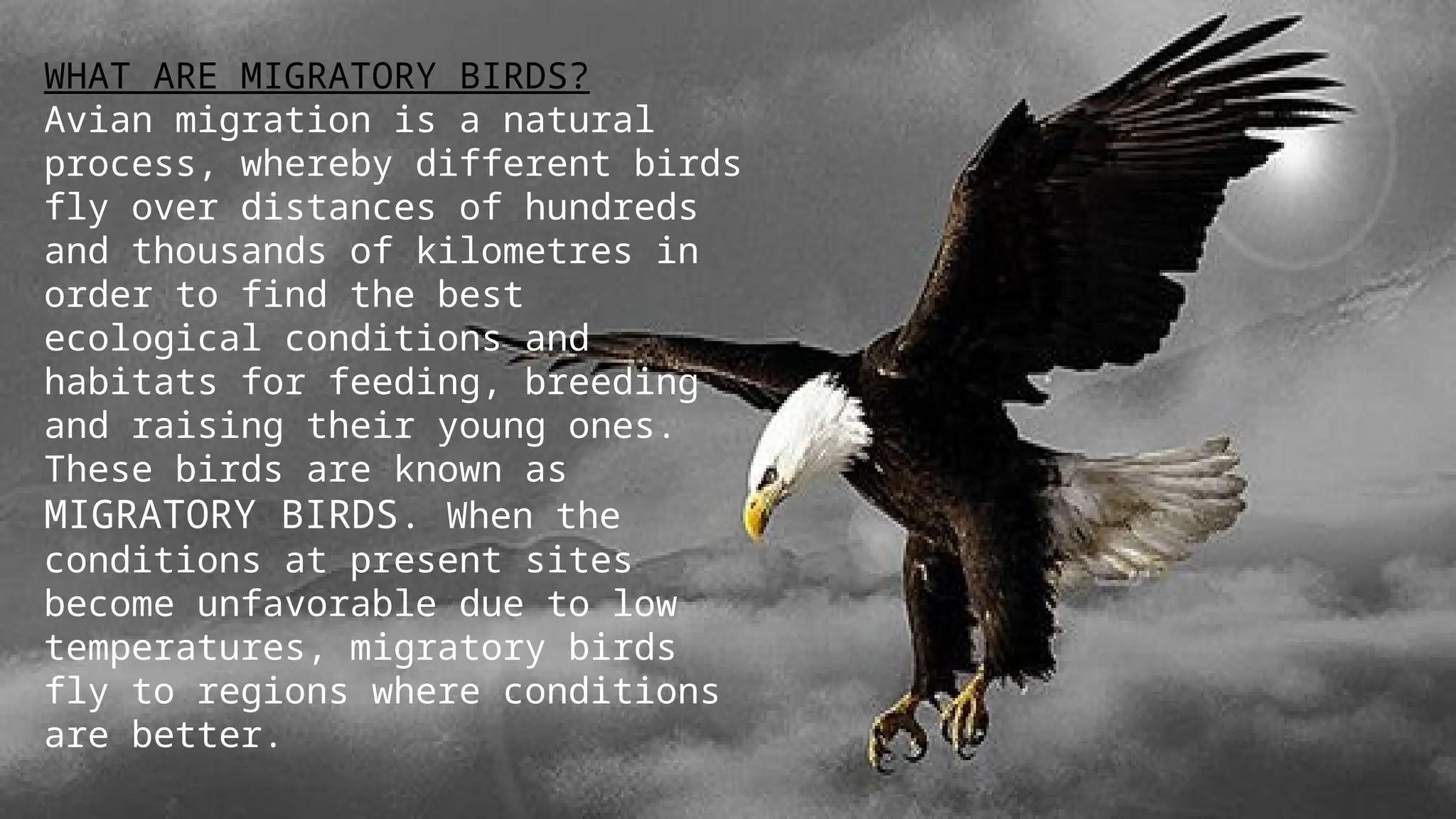 Migratory birds ppt hh.pptx . | PPTX
