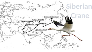Migratory birds ppt hh.pptx . | PPTX