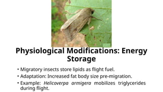 Migratory Syndrome in Migratory Insects.pptx