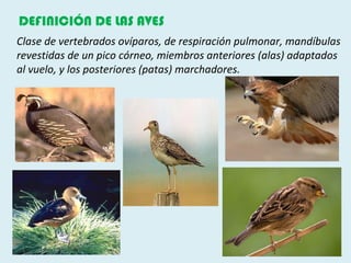 Animales vertebrados. TERCER CICLO PRIMARIA | PPT