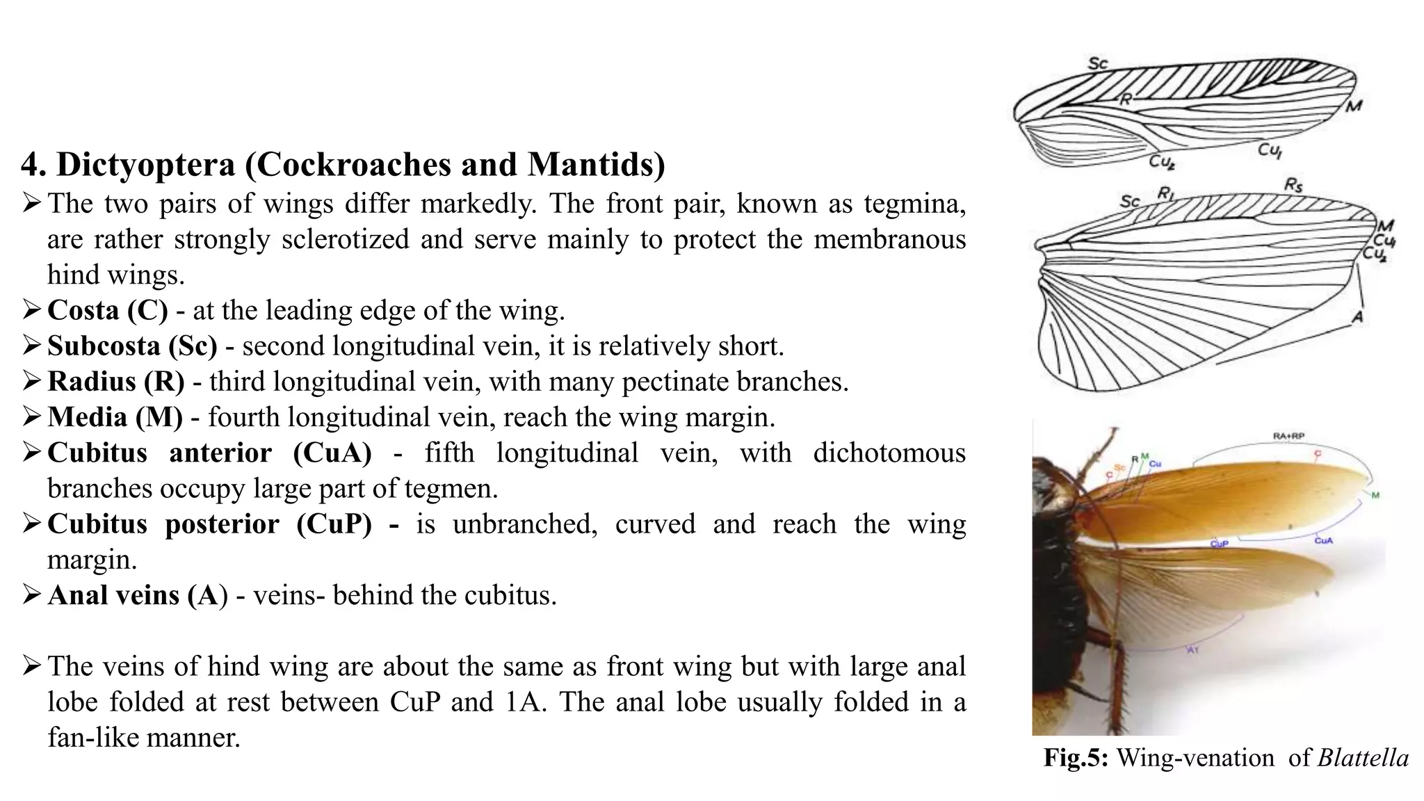 Insect Wing Venation, Wing coupling apparatus: its structure, function ...