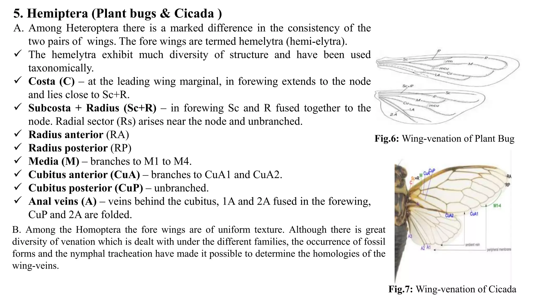 Insect Wing Venation, Wing coupling apparatus: its structure, function ...