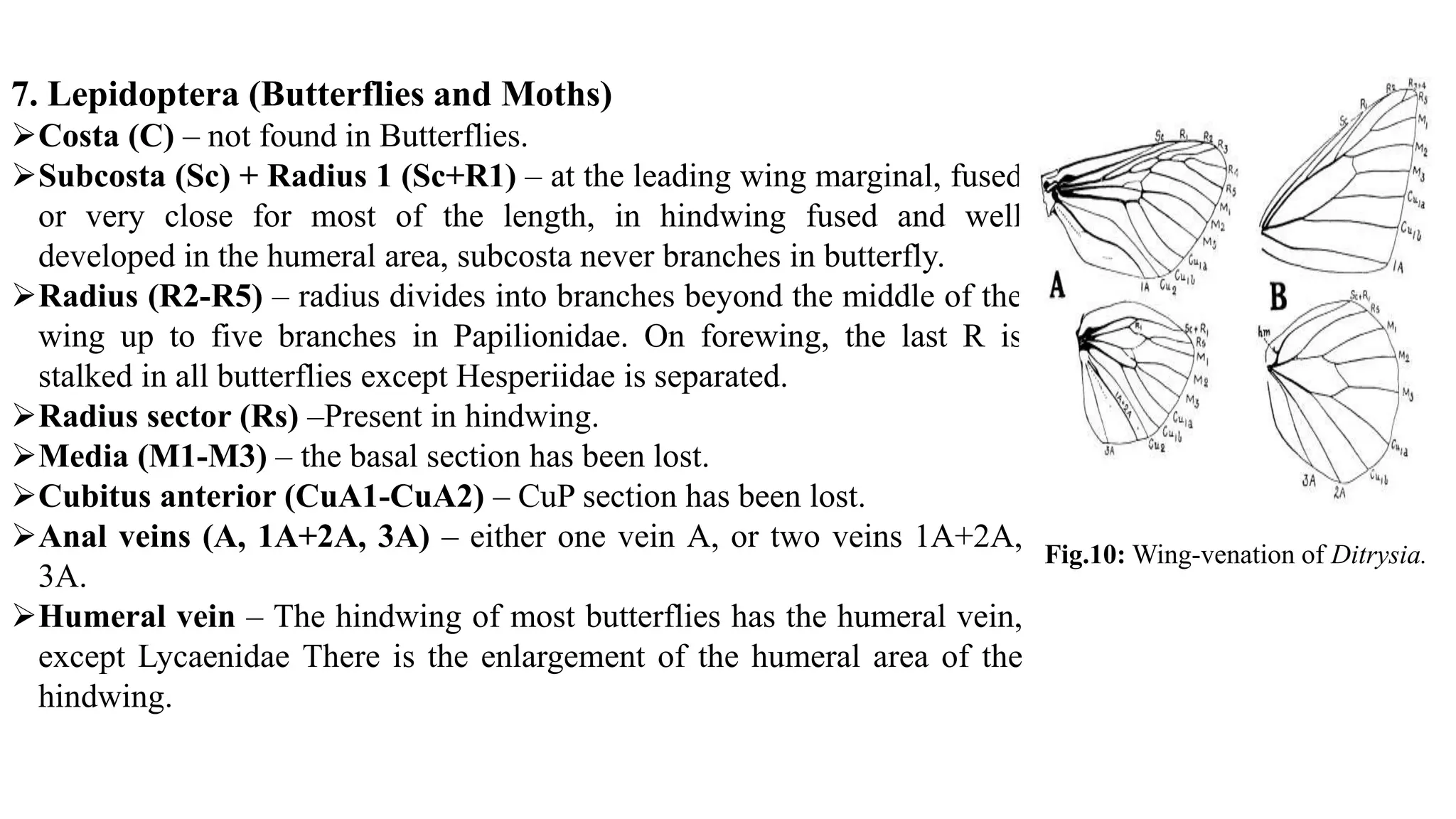 Insect Wing Venation, Wing coupling apparatus: its structure, function ...