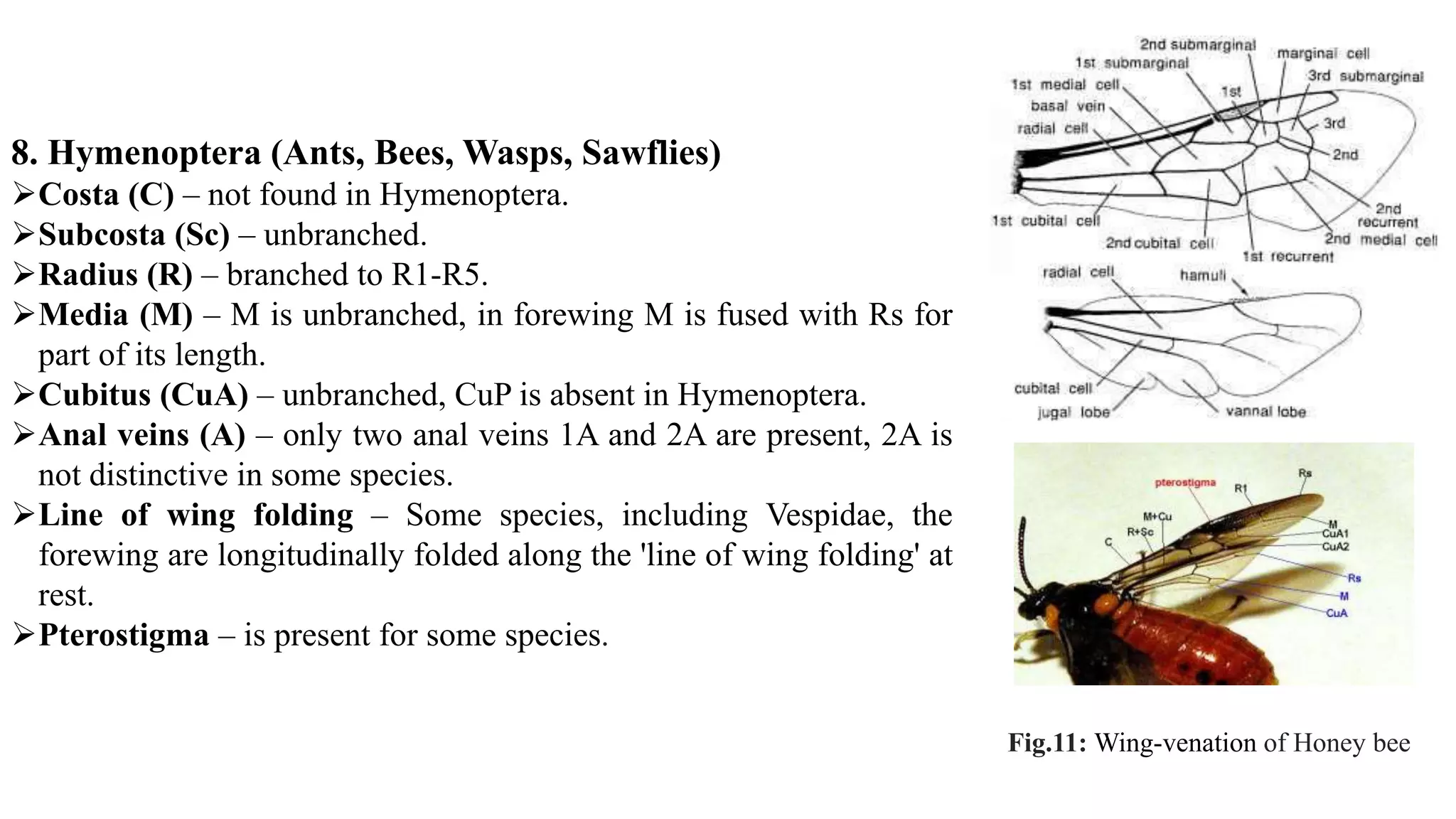 Insect Wing Venation, Wing coupling apparatus: its structure, function ...