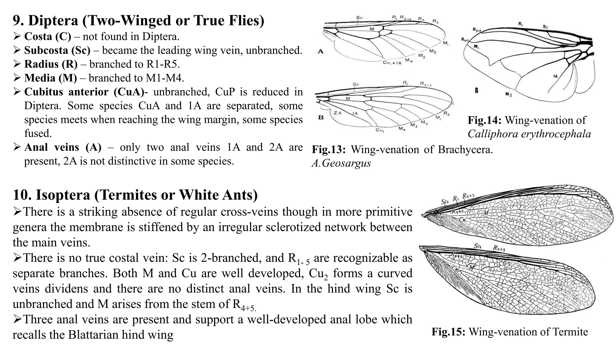 Insect Wing Venation, Wing coupling apparatus: its structure, function ...