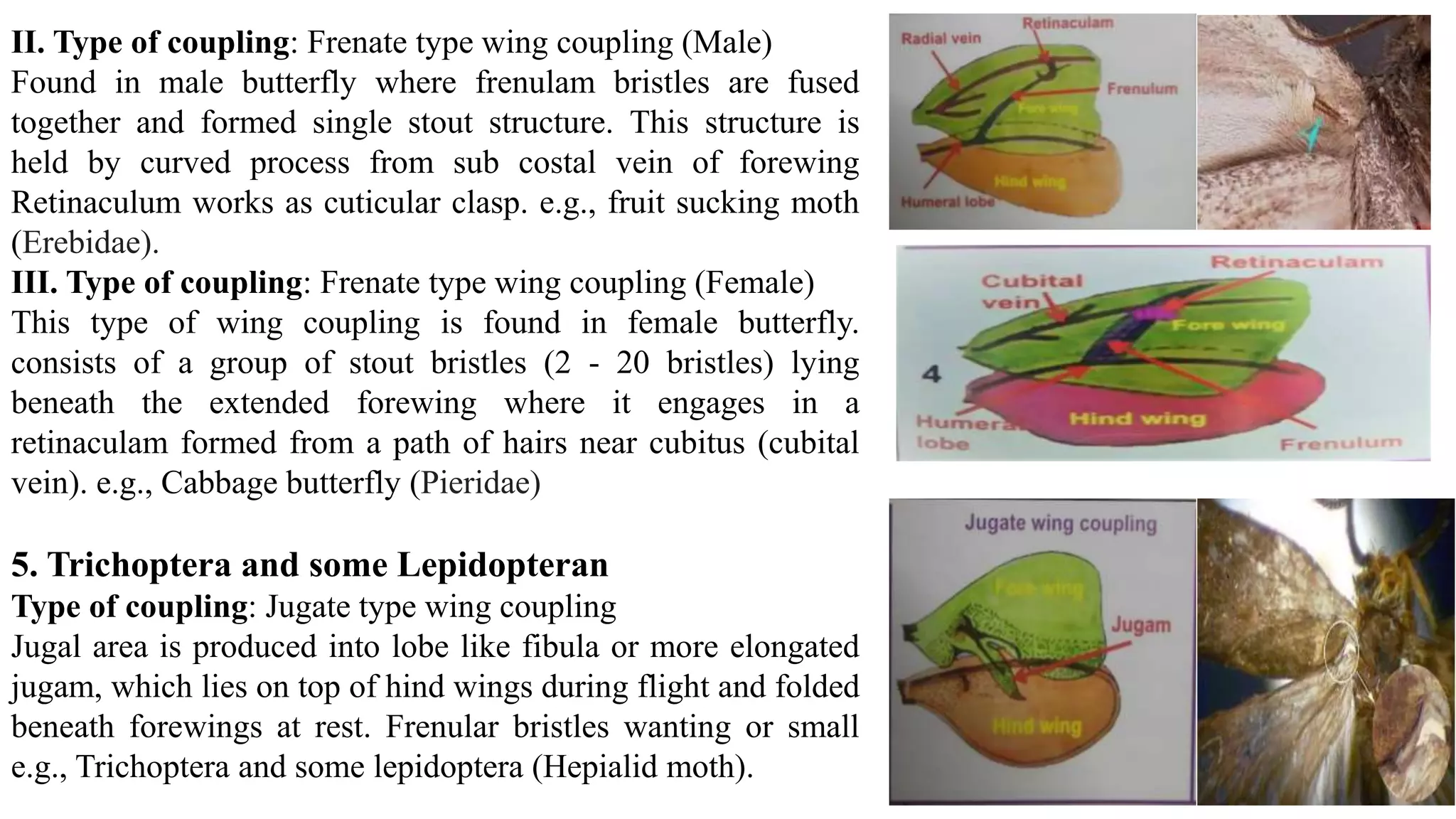 Insect Wing Venation, Wing coupling apparatus: its structure, function ...