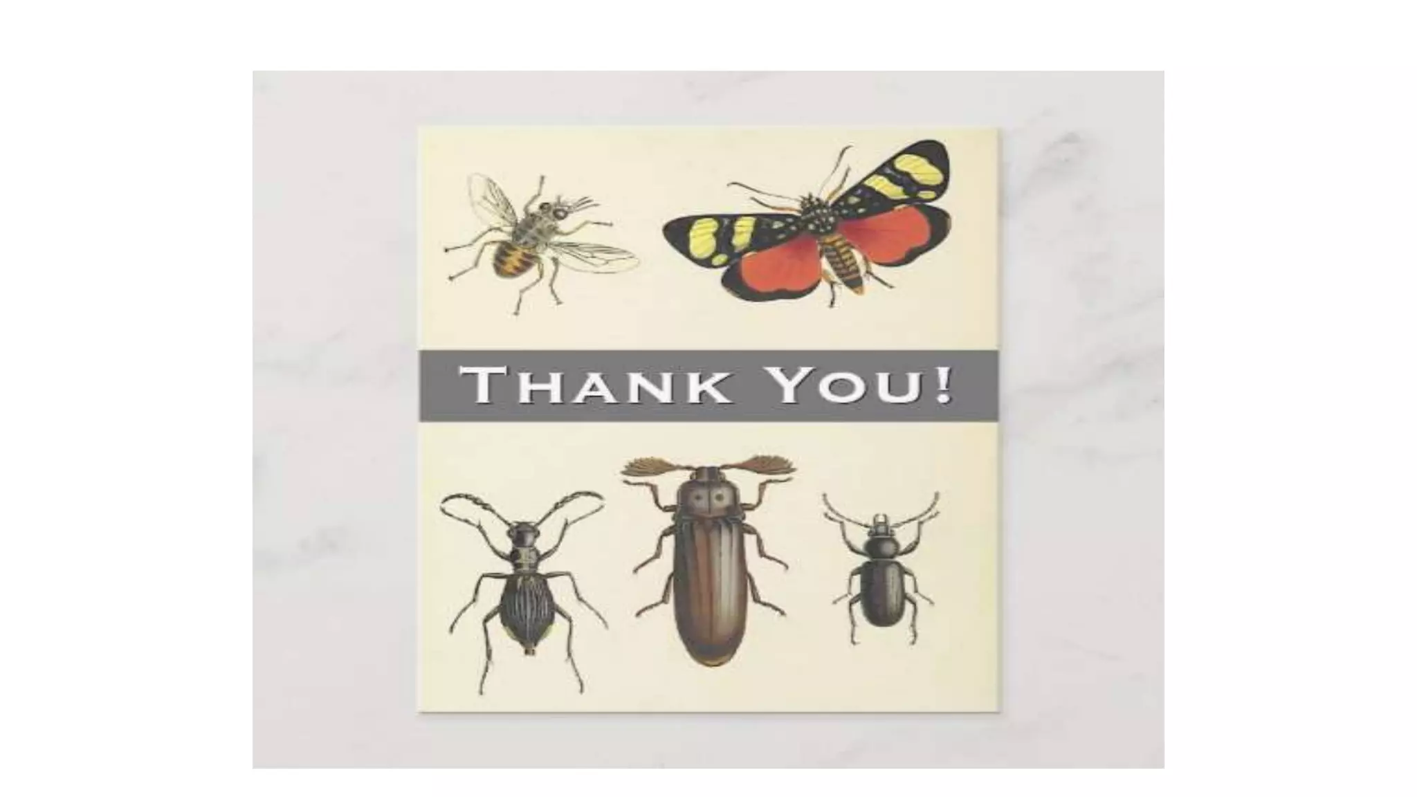 Insect Wing Venation, Wing coupling apparatus: its structure, function ...