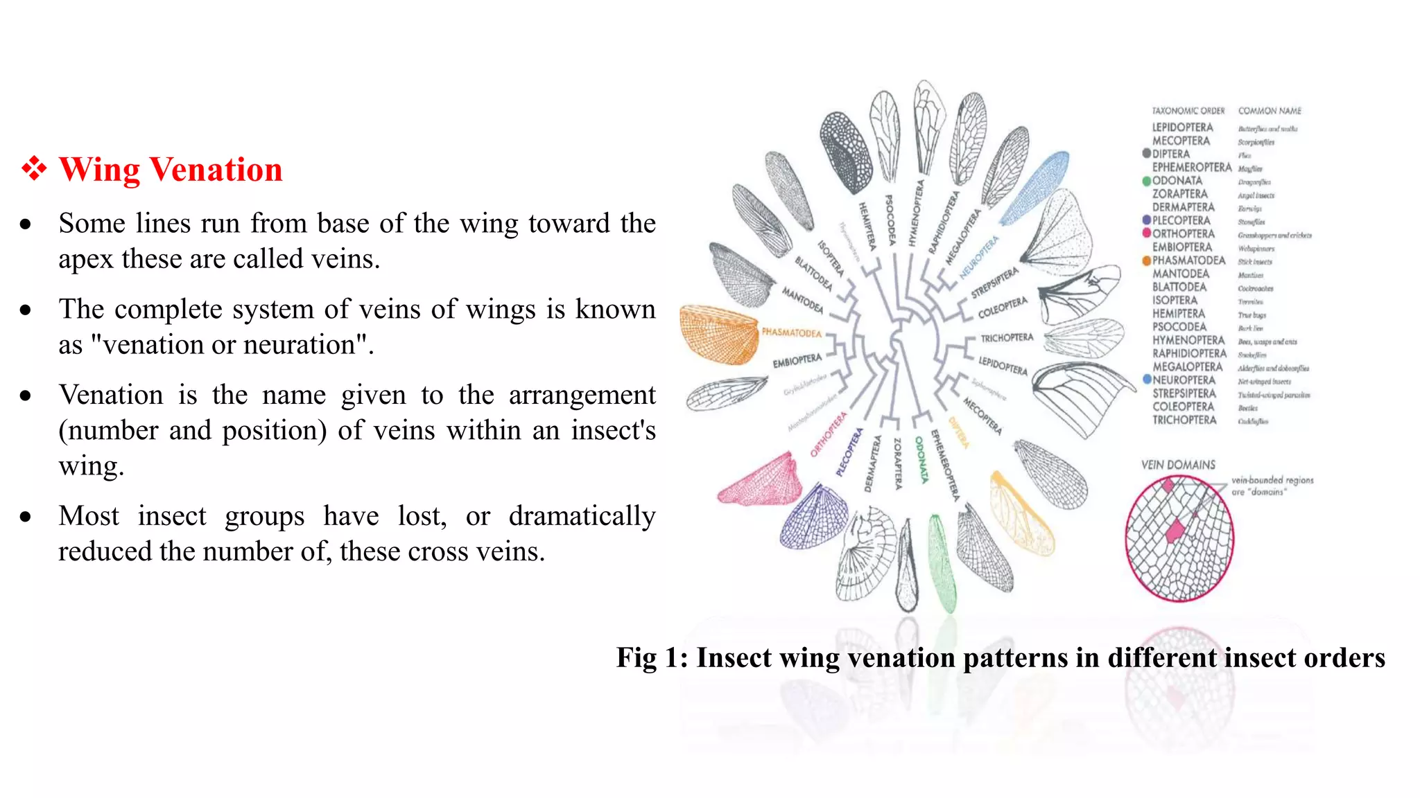 Insect Wing Venation, Wing coupling apparatus: its structure, function ...