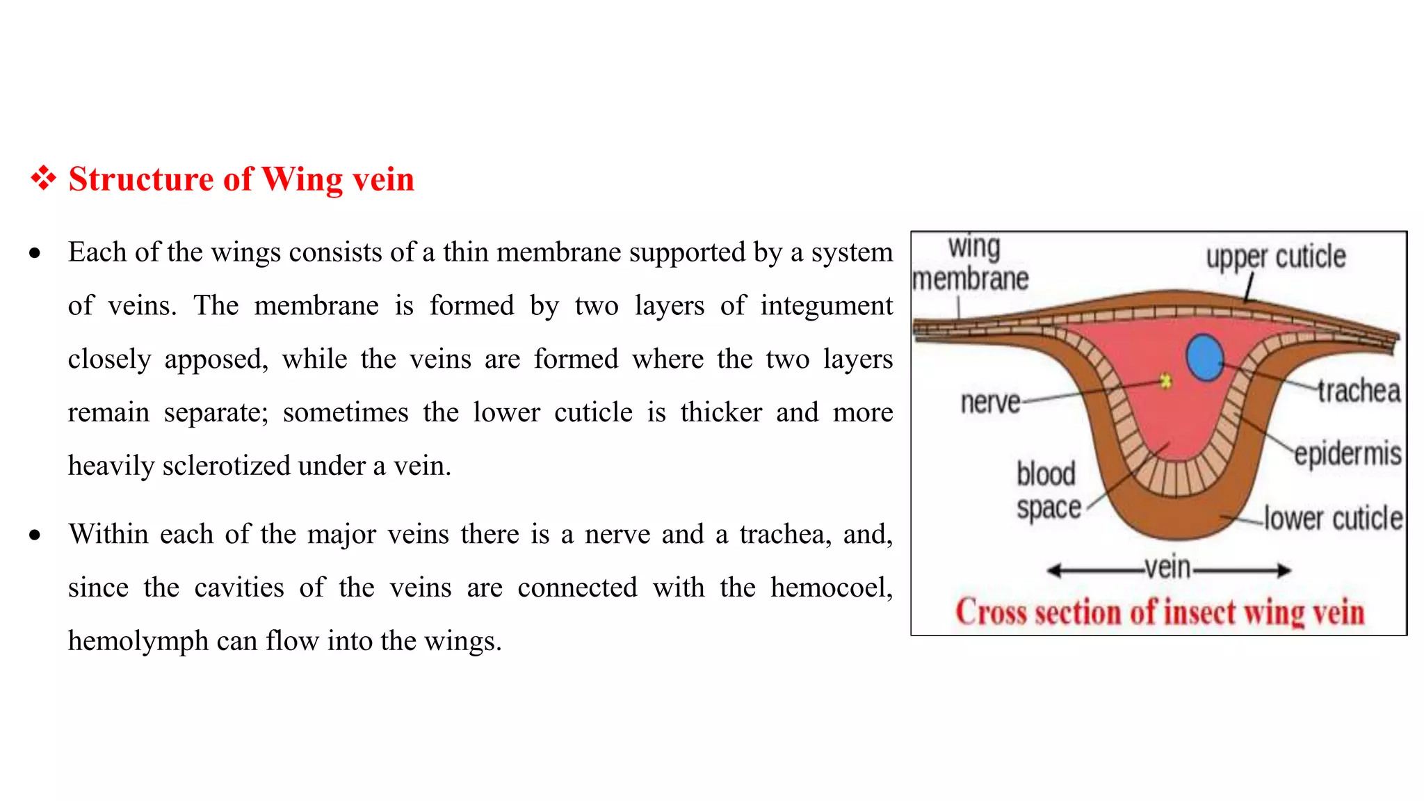 Insect Wing Venation, Wing coupling apparatus: its structure, function ...