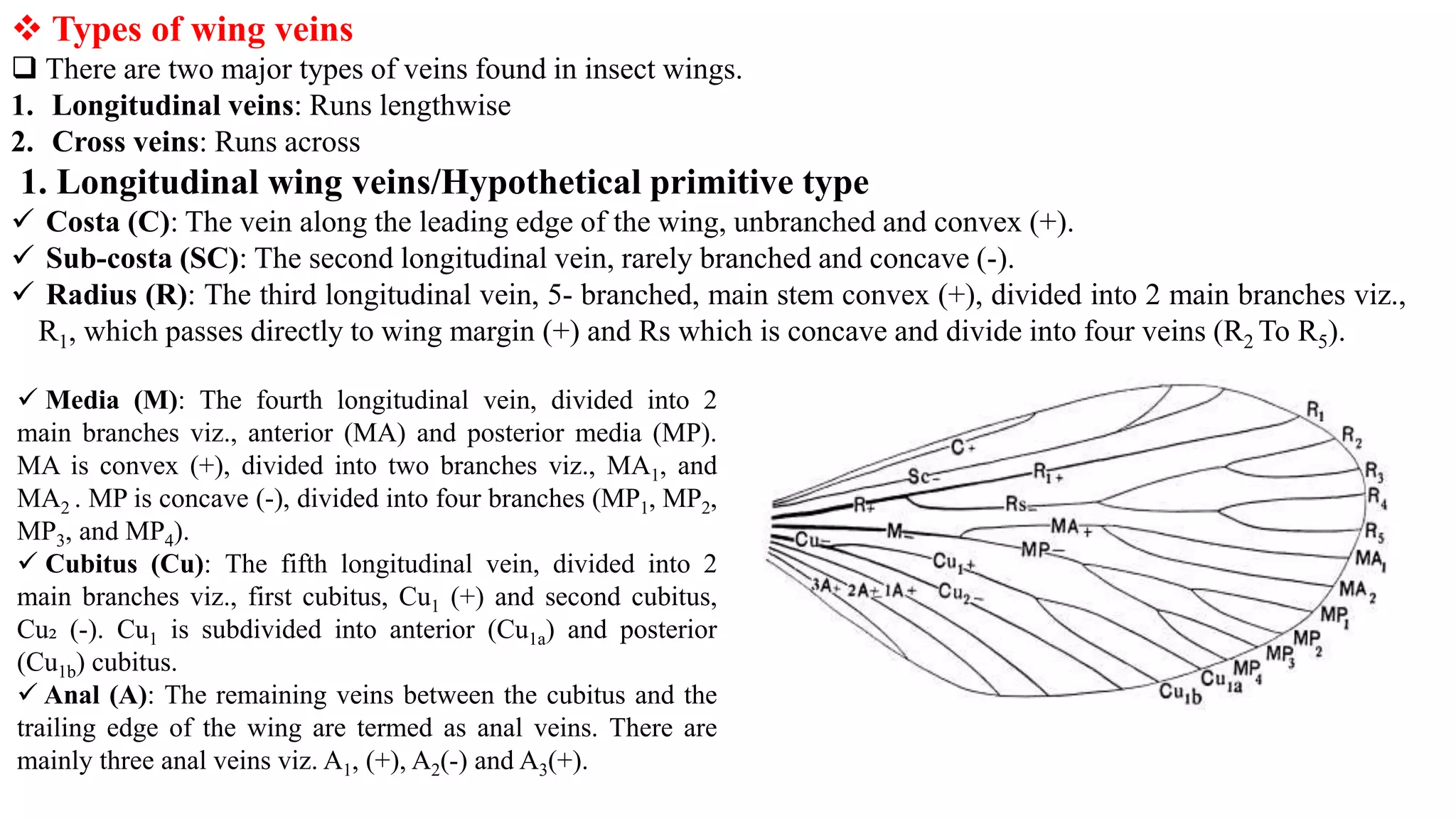 Insect Wing Venation, Wing coupling apparatus: its structure, function ...