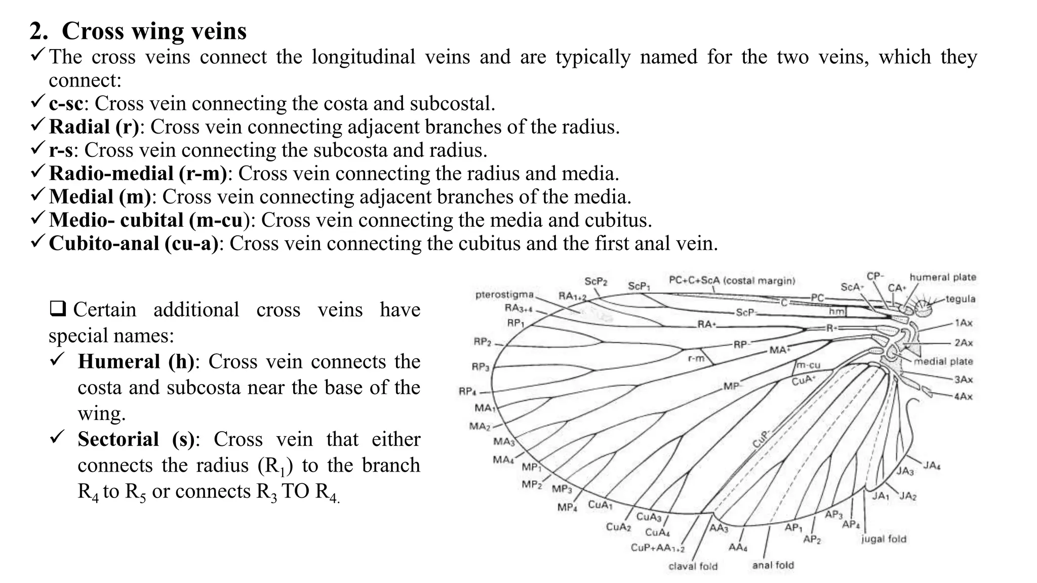 Insect Wing Venation, Wing coupling apparatus: its structure, function ...