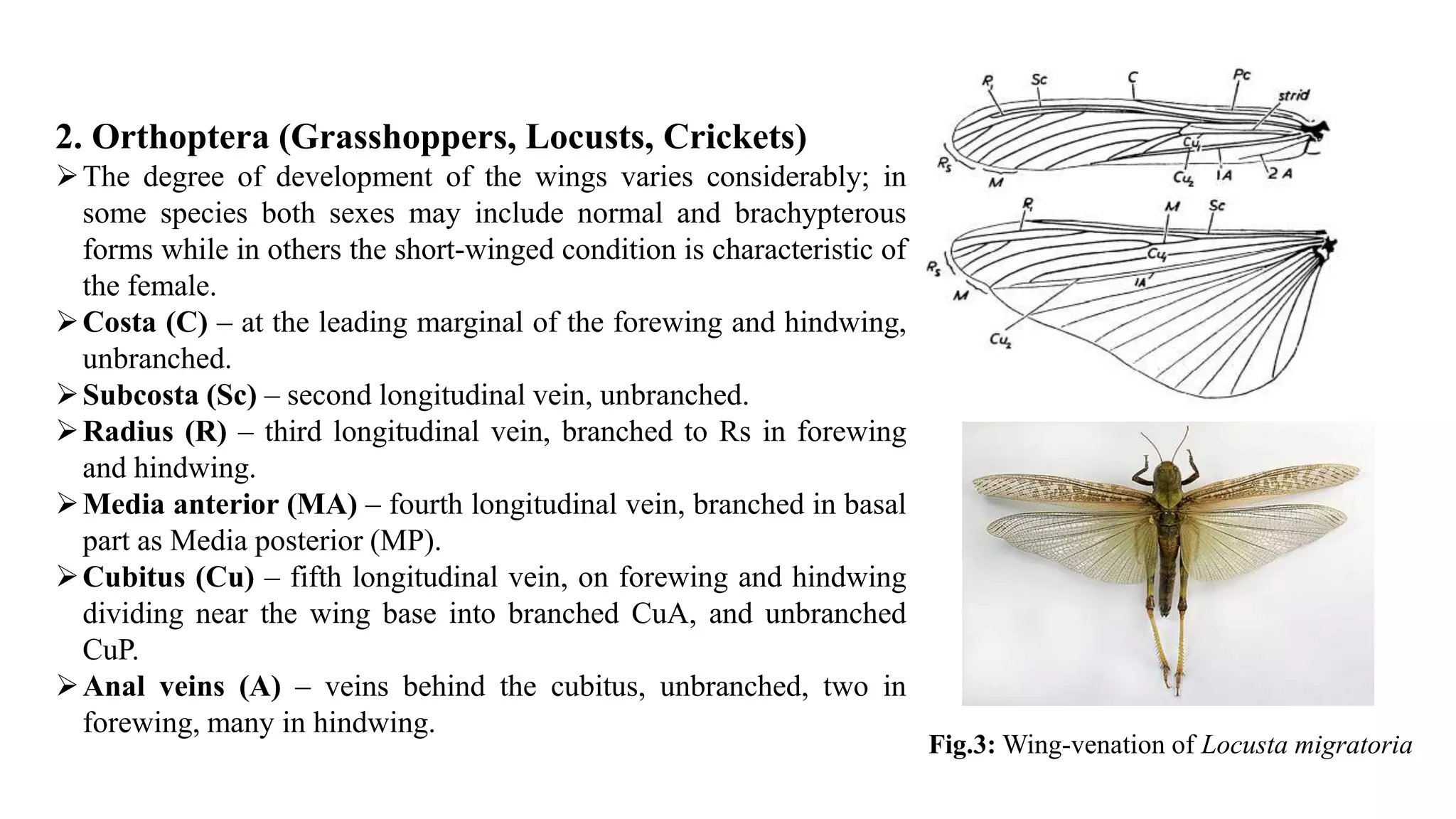 Insect Wing Venation, Wing coupling apparatus: its structure, function ...