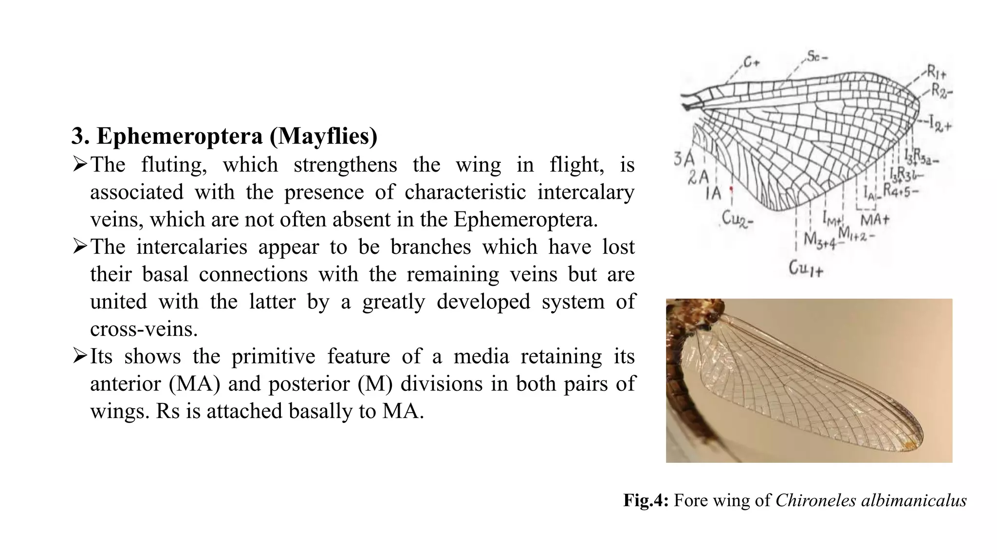 Insect Wing Venation, Wing coupling apparatus: its structure, function ...