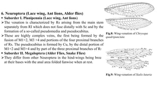 Insect Wing Venation, Wing coupling apparatus: its structure, function ...