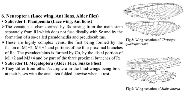 Insect Wing Venation, Wing coupling apparatus: its structure, function ...