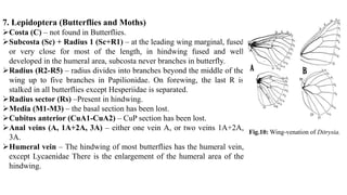 Insect Wing Venation, Wing coupling apparatus: its structure, function ...