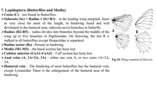 Insect Wing Venation, Wing coupling apparatus: its structure, function ...