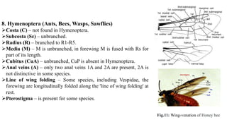 Insect Wing Venation, Wing coupling apparatus: its structure, function ...