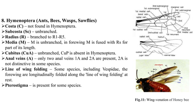 Insect Wing Venation, Wing coupling apparatus: its structure, function ...