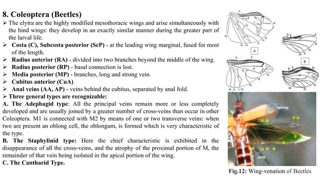 Insect Wing Venation, Wing coupling apparatus: its structure, function ...