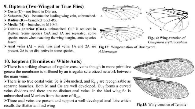 Insect Wing Venation, Wing coupling apparatus: its structure, function ...