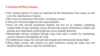 Insect Wing Venation, Wing coupling apparatus: its structure, function ...