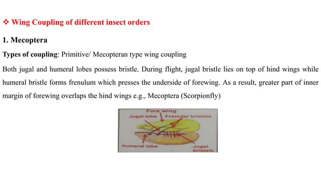 Insect Wing Venation, Wing coupling apparatus: its structure, function ...