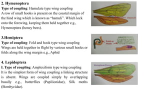 Insect Wing Venation, Wing coupling apparatus: its structure, function ...