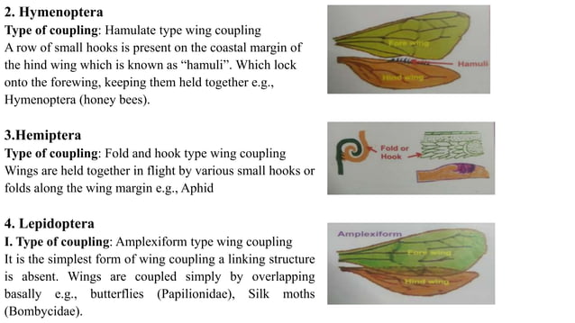 Insect Wing Venation, Wing coupling apparatus: its structure, function ...