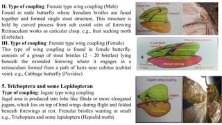 Insect Wing Venation, Wing coupling apparatus: its structure, function ...