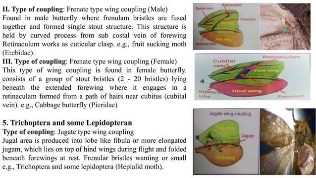 Insect Wing Venation, Wing coupling apparatus: its structure, function ...