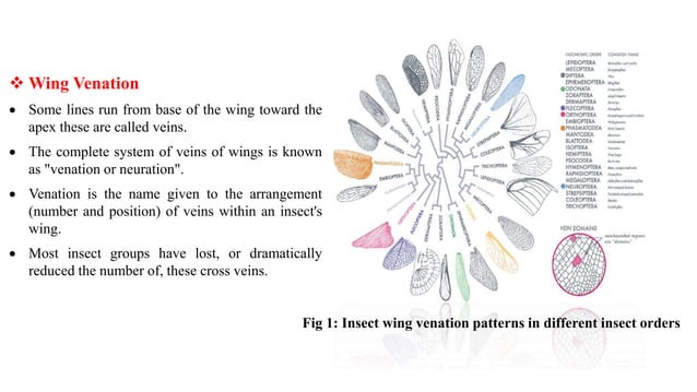 Insect Wing Venation, Wing coupling apparatus: its structure, function ...