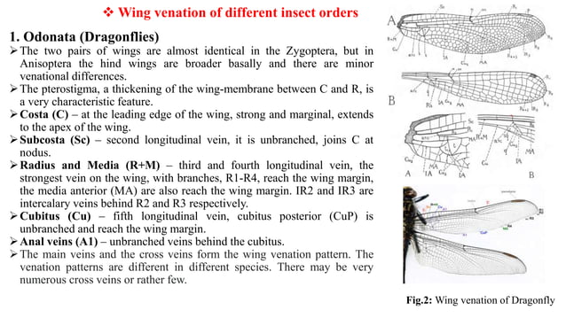 Insect Wing Venation, Wing coupling apparatus: its structure, function ...