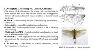 Insect Wing Venation, Wing coupling apparatus: its structure, function ...