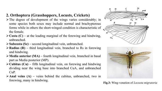 Insect Wing Venation, Wing coupling apparatus: its structure, function ...
