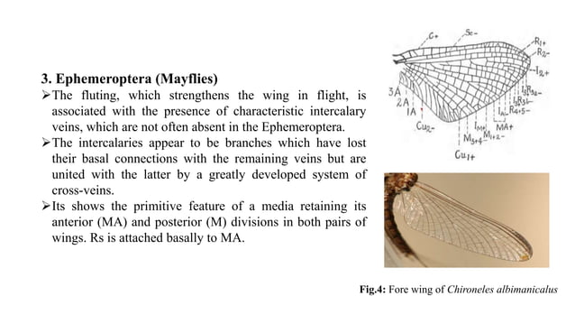 Insect Wing Venation, Wing coupling apparatus: its structure, function ...