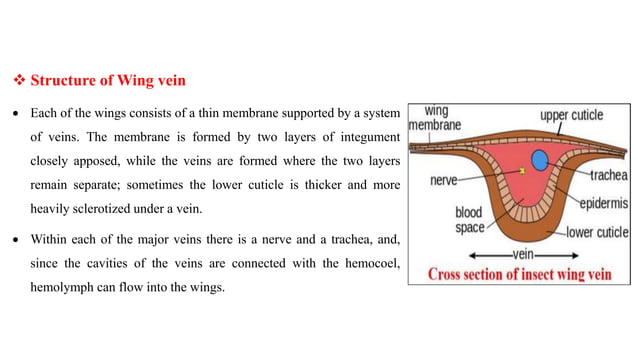 Insect Wing Venation, Wing coupling apparatus: its structure, function ...