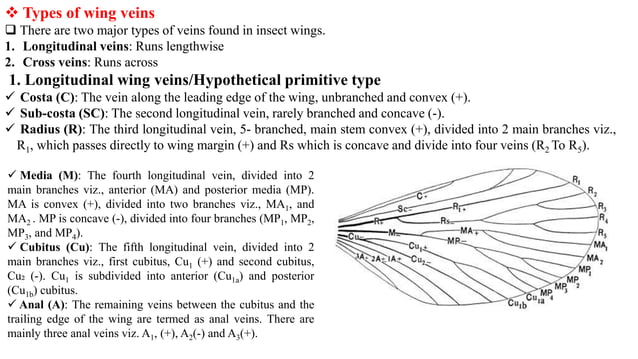 Insect Wing Venation, Wing coupling apparatus: its structure, function ...